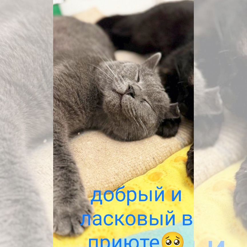 Британский короткошёрстный, взрослый кот