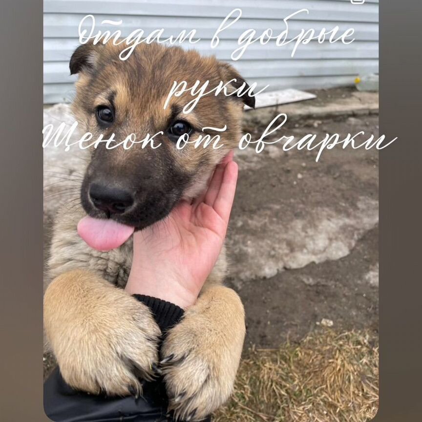 Щенки немецкой овчарки помесь