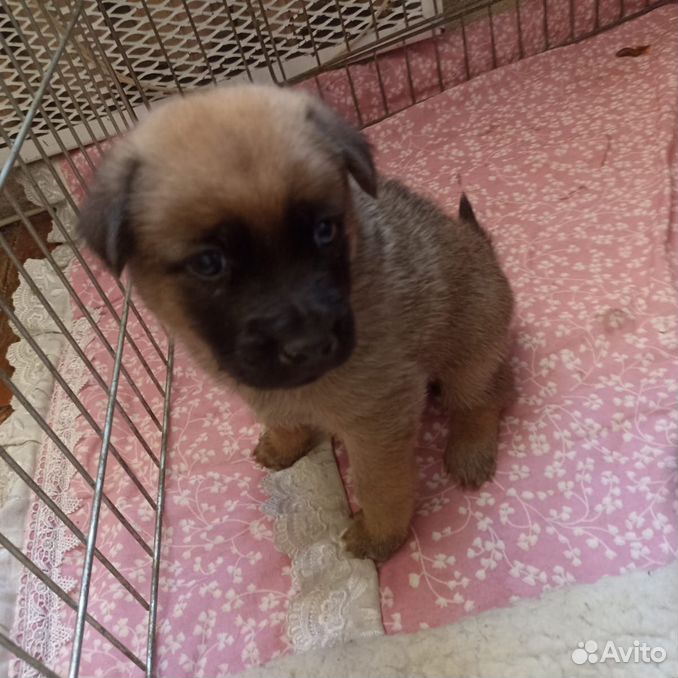 Отдаём собаку кобель 2 месеца бесплатно