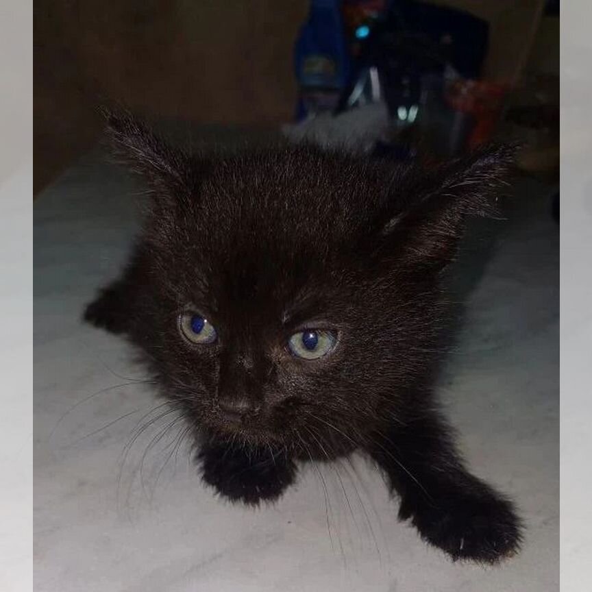 Котёнок в добрые руки