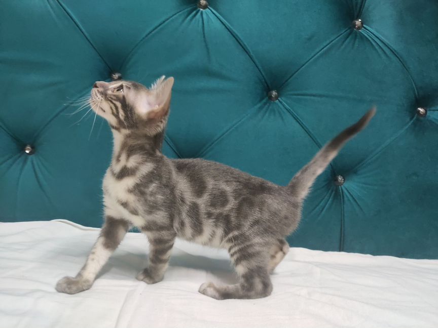 Бенгальские котята