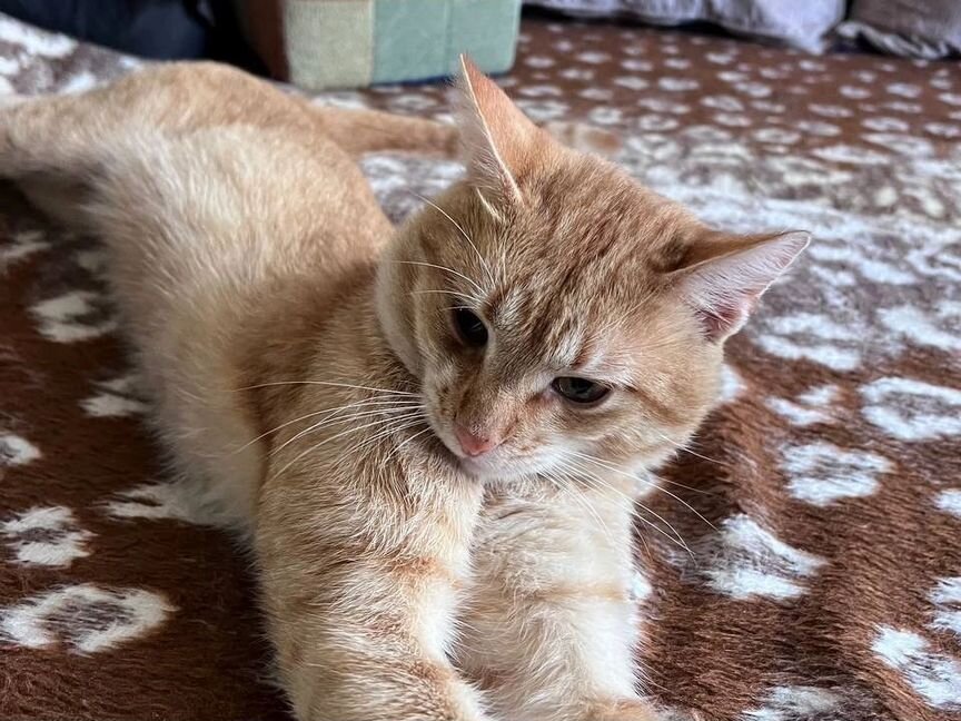 Красивый молоденький Рыжик