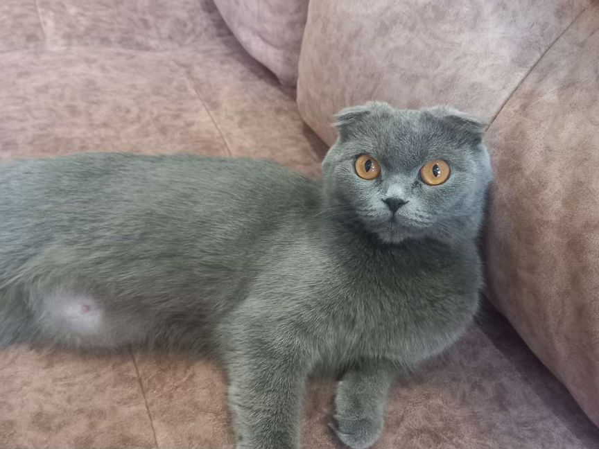 Котята британские 2 девочки, 2 мальчика