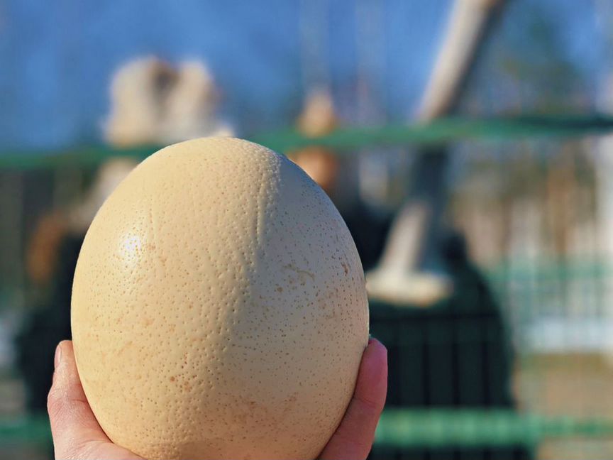 Страусиное яйцо