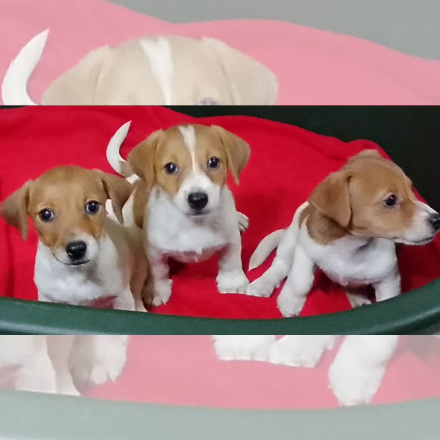 Малыши Джек рассел терьер