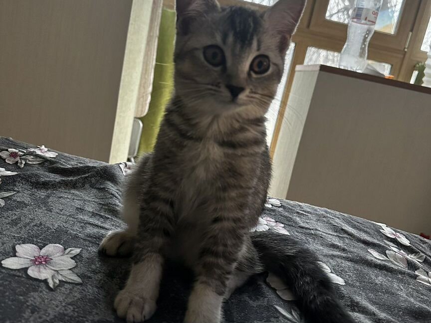 Кошка