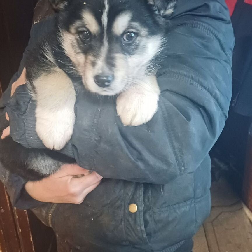 Щенок в добрые руки