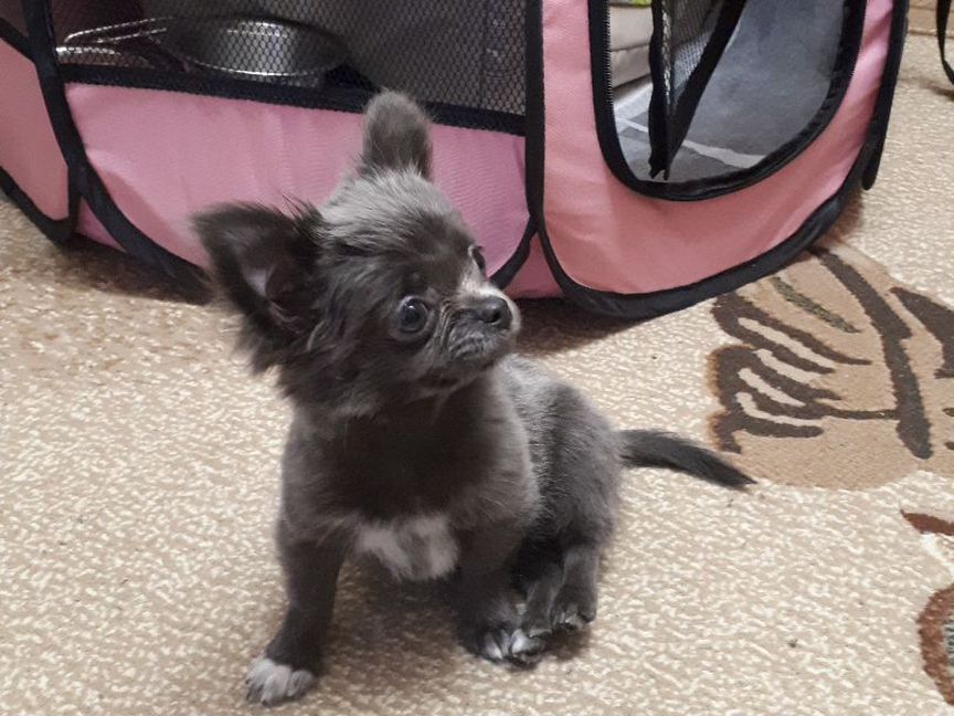 Собачка девочка чехуашка 10 мес цвет красивый