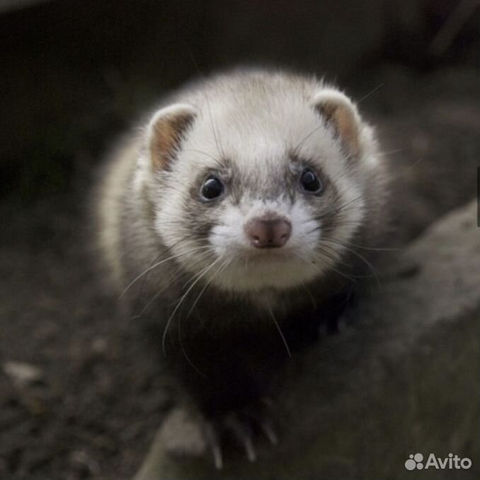 Домашний хорек