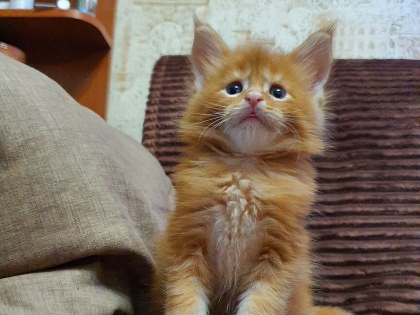 Котята Мейн-Кун, со всеми документами