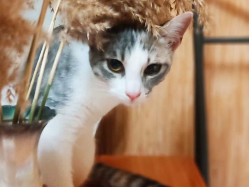 Котенок в дар бесплатно