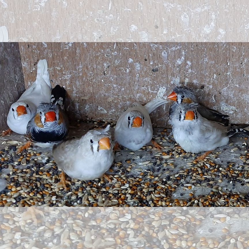 Амадины и канарейки