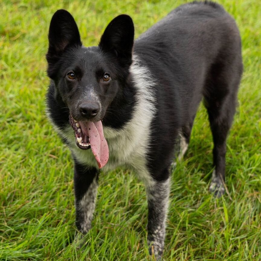 Собака в добрые руки