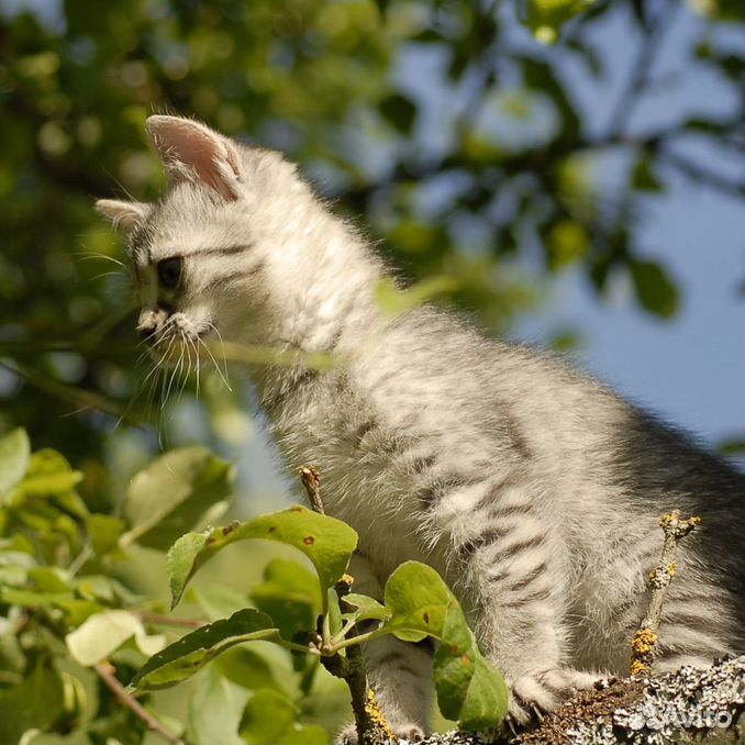 Котёнок Вискас, девочка 2,5 мес