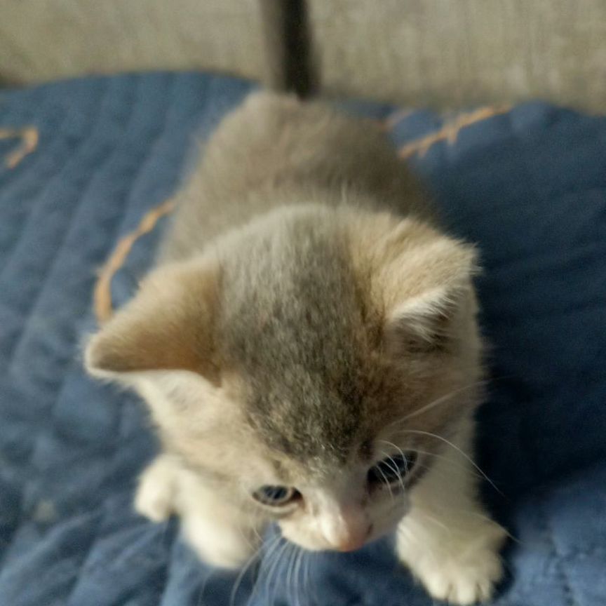 Шотландский прямоухий короткошёрстный котёнок