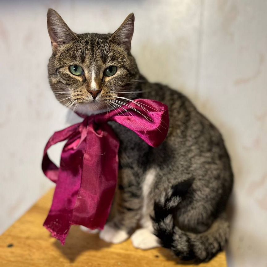 Взрослая, кошка в добрые руки