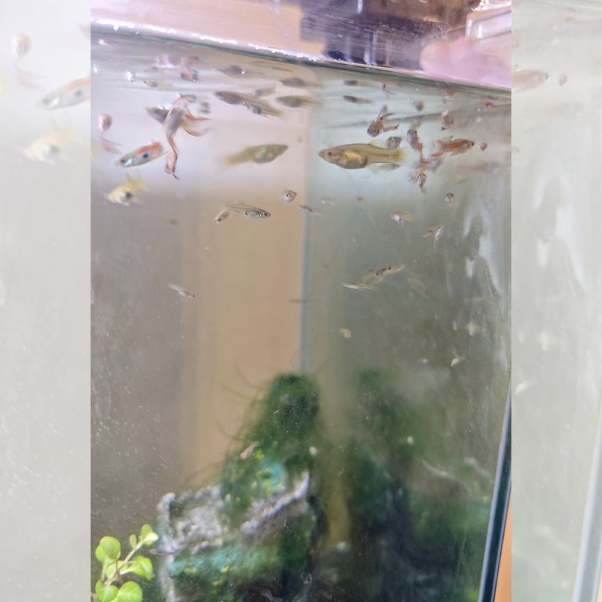 Мальки гуппи (15шт)