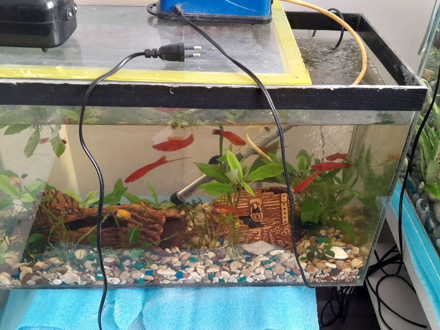 Аквариум бу с рыбками или просто аквариум