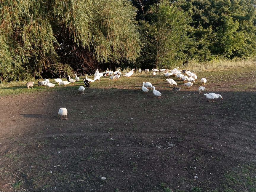 Продам гусей, уток живьём