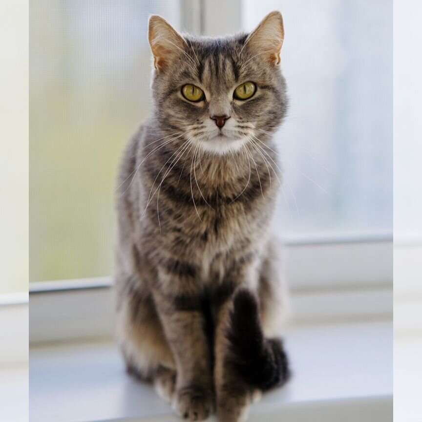 Британская короткошёрстная, взрослая кошка