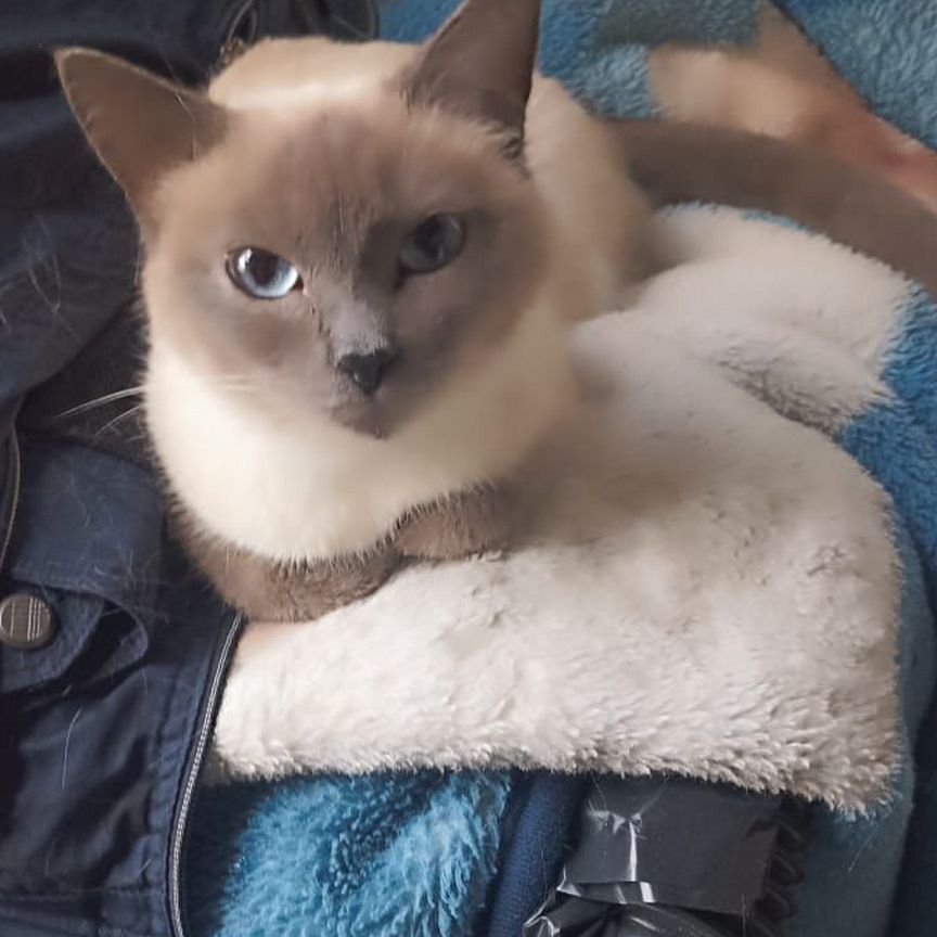 Красивая кошечка