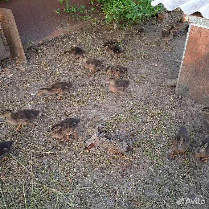 Подсадные утята