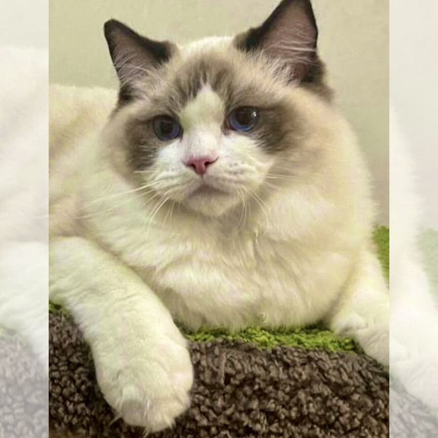 Рэгдолл котёнок