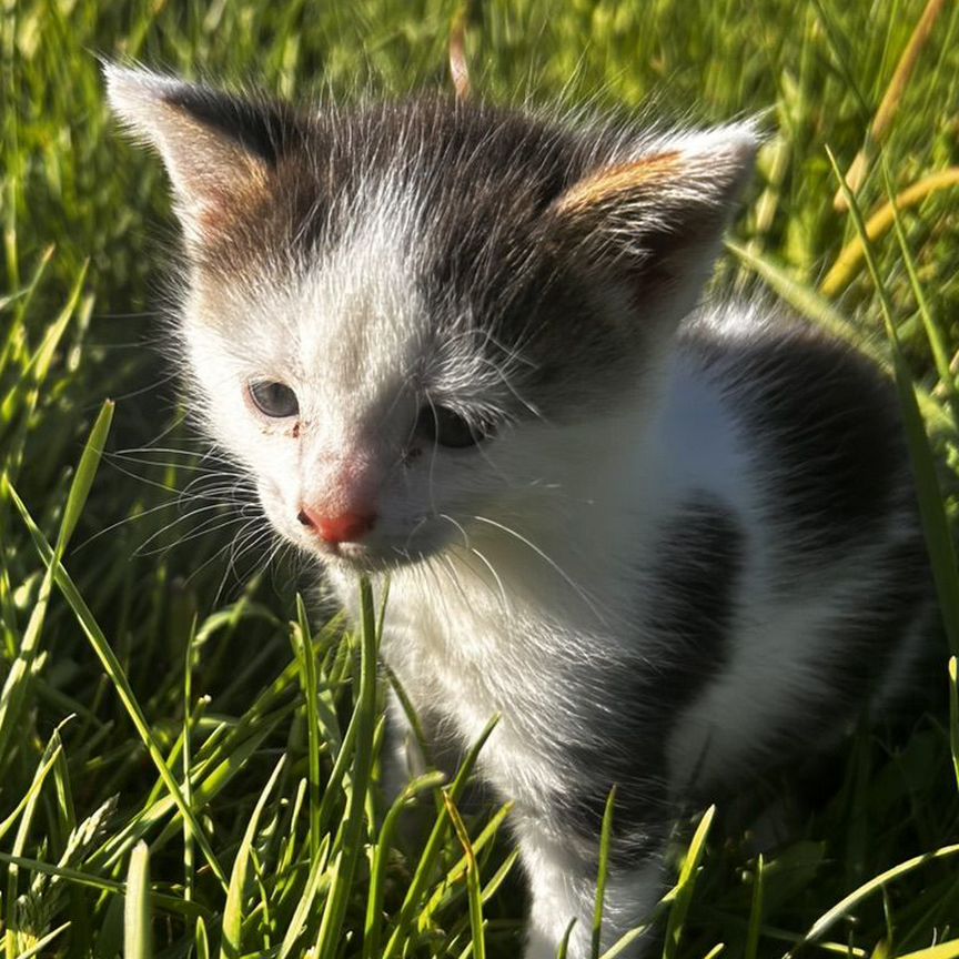 Отдам котика в добрые руки