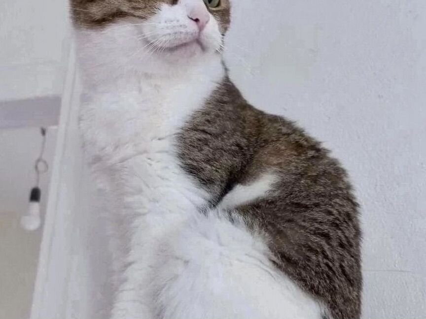 Кошка красотка