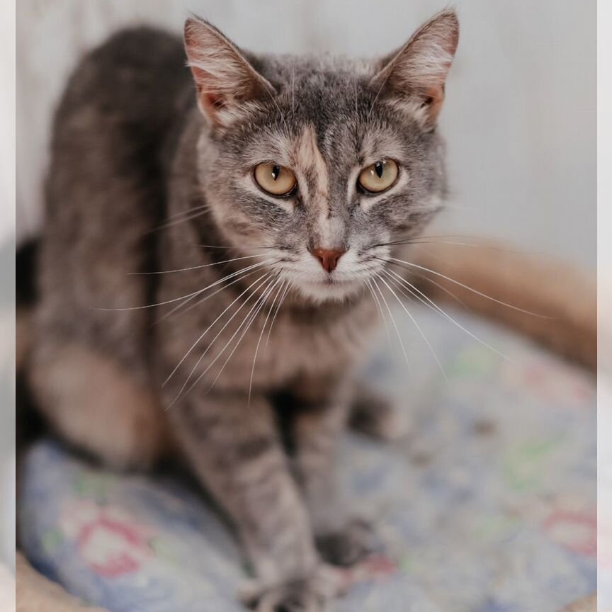 Кошка Гулёна ищет дом