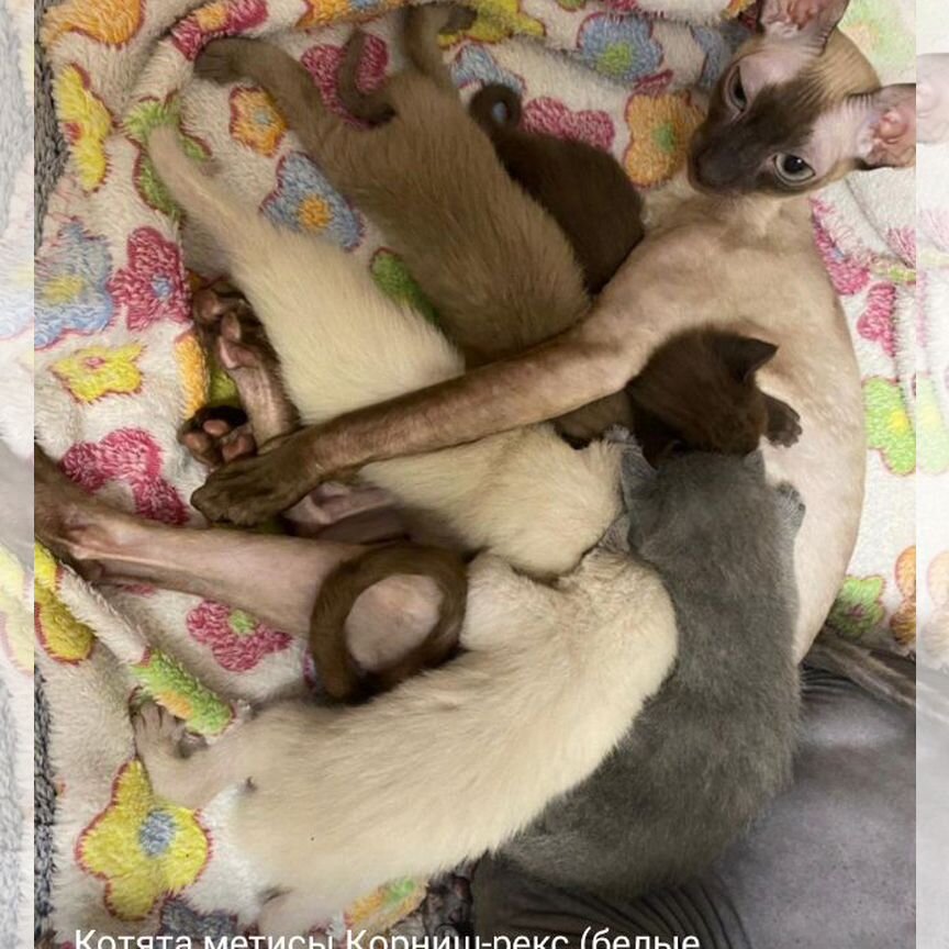 Котята