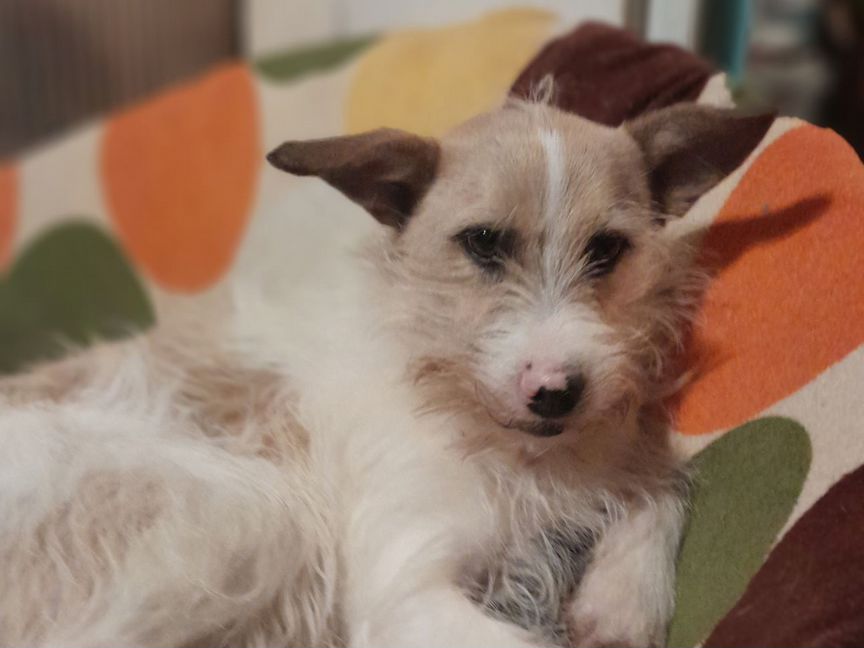 Ищем передержку для Милочки и дом