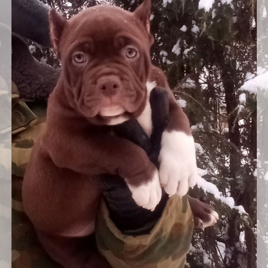 Американский булли, щенок