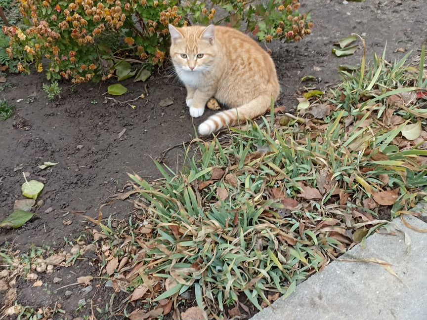 Рыжий малыш ищет дом