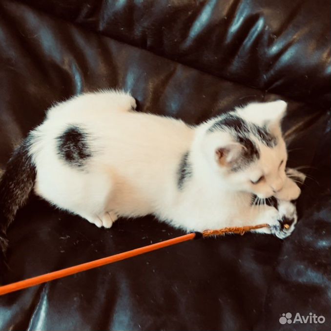 Интеллигентный питерский котик