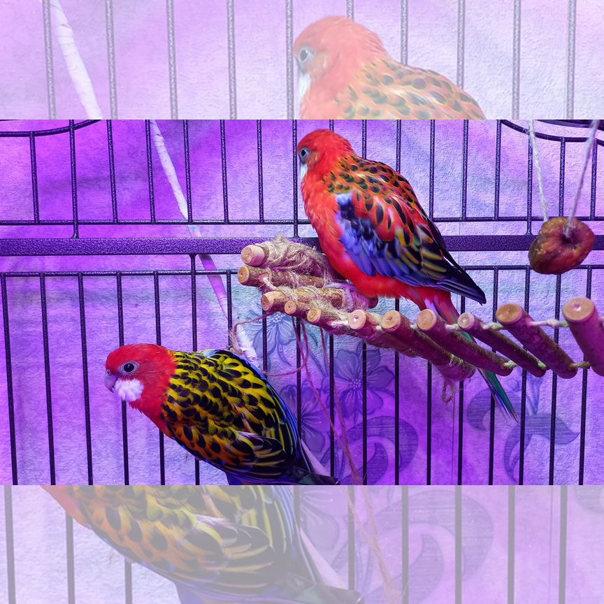 Попугай розелла