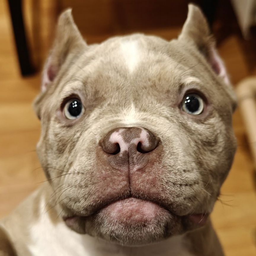 Американский булли, щенок