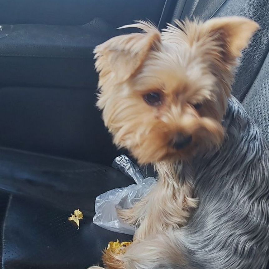 Йорк вязка бесплатно