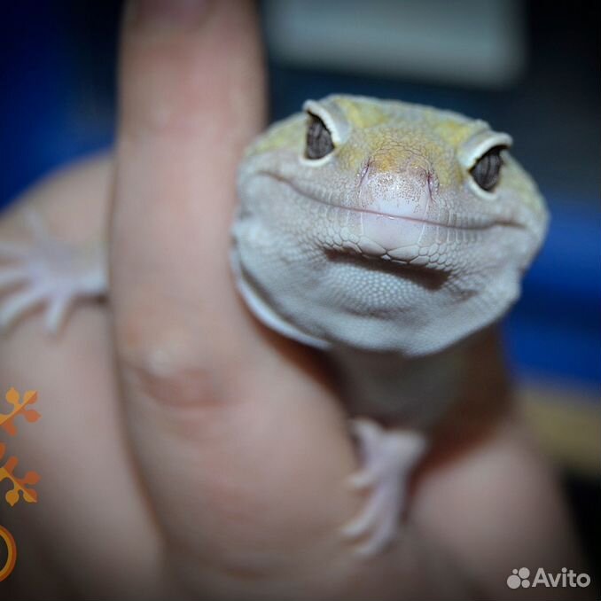 Пятнистый эублефар MS Patternless, Patternless