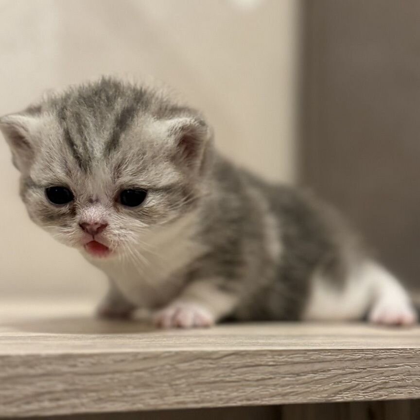 Шотландская кошка