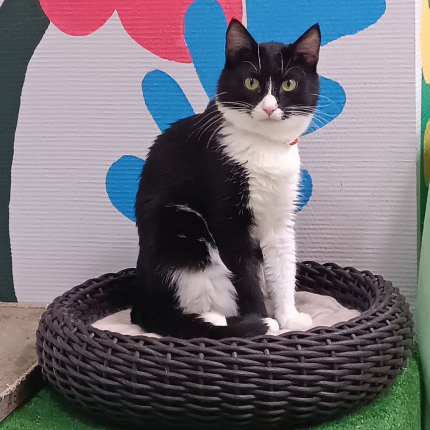 Взрослый кот в добрые руки