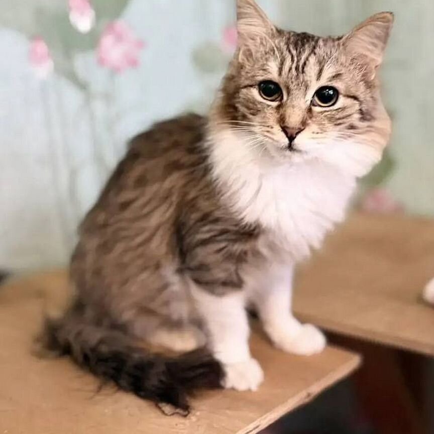 Взрослая кошка в добрые руки