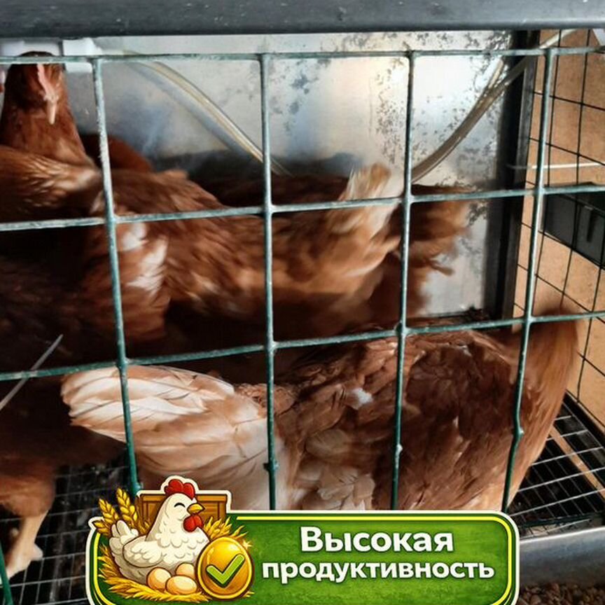 Куры несушки с доставкой