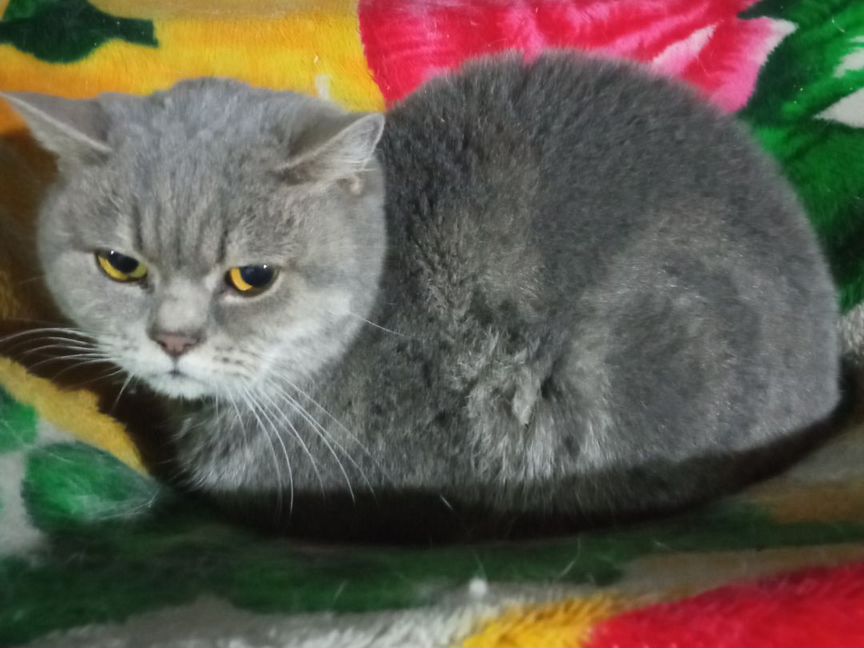 Британская короткошёрстная