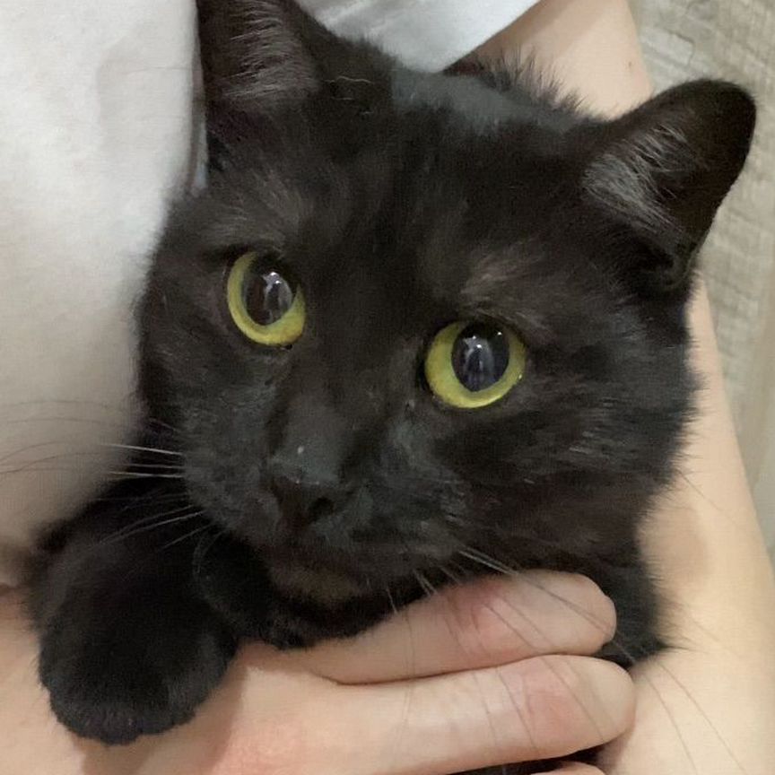 Кошка стерилизованная