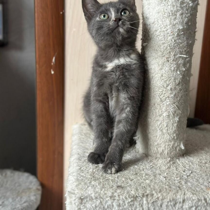 Девочка припевочка 2 мес