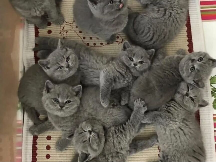 Британские котята