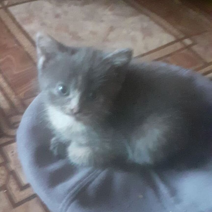 Котята в добрые руки даром