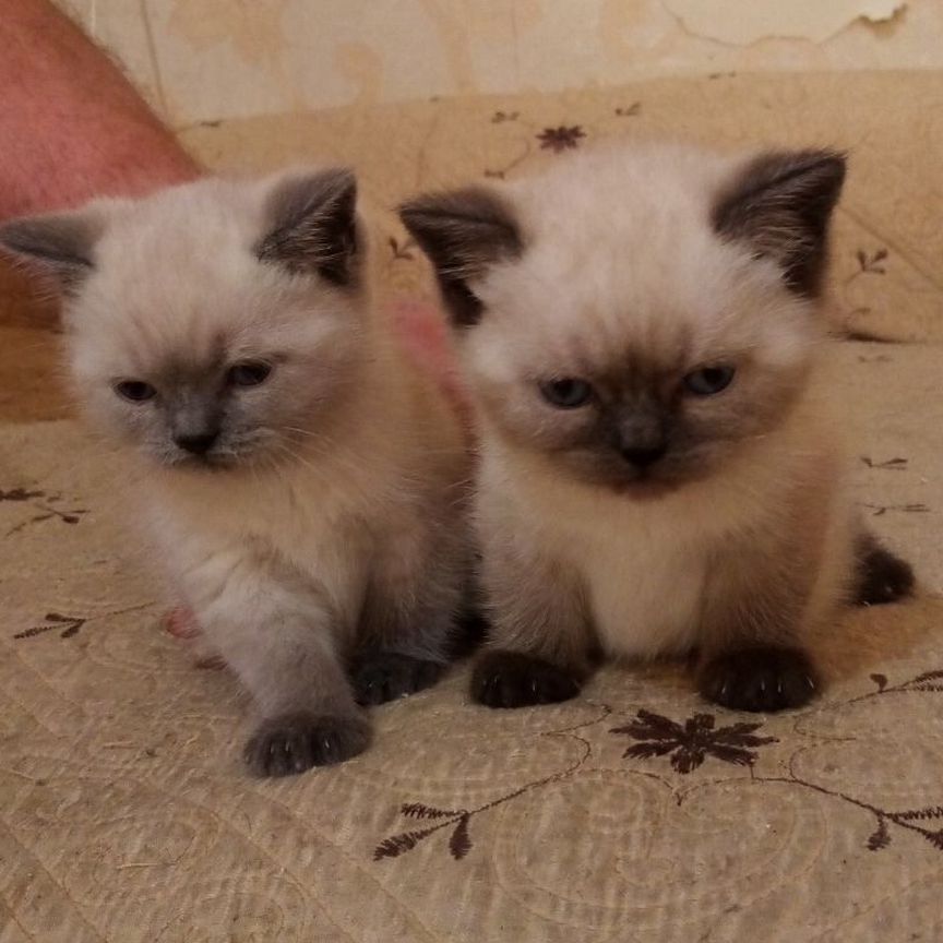 Шотландские котята