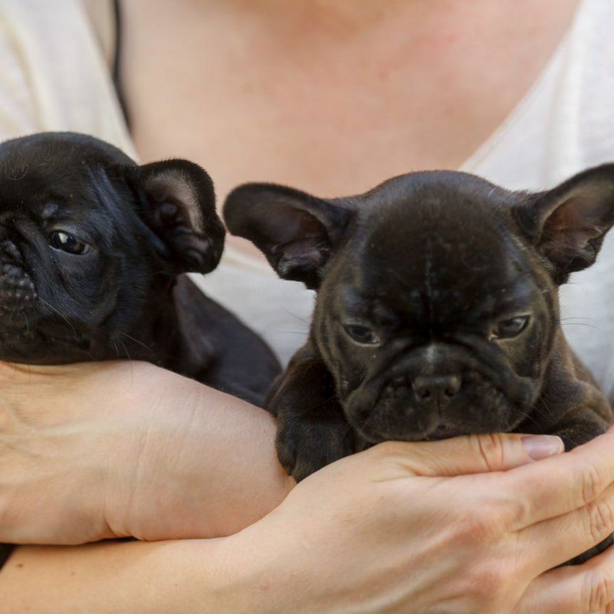 Французский бульдог тигровый